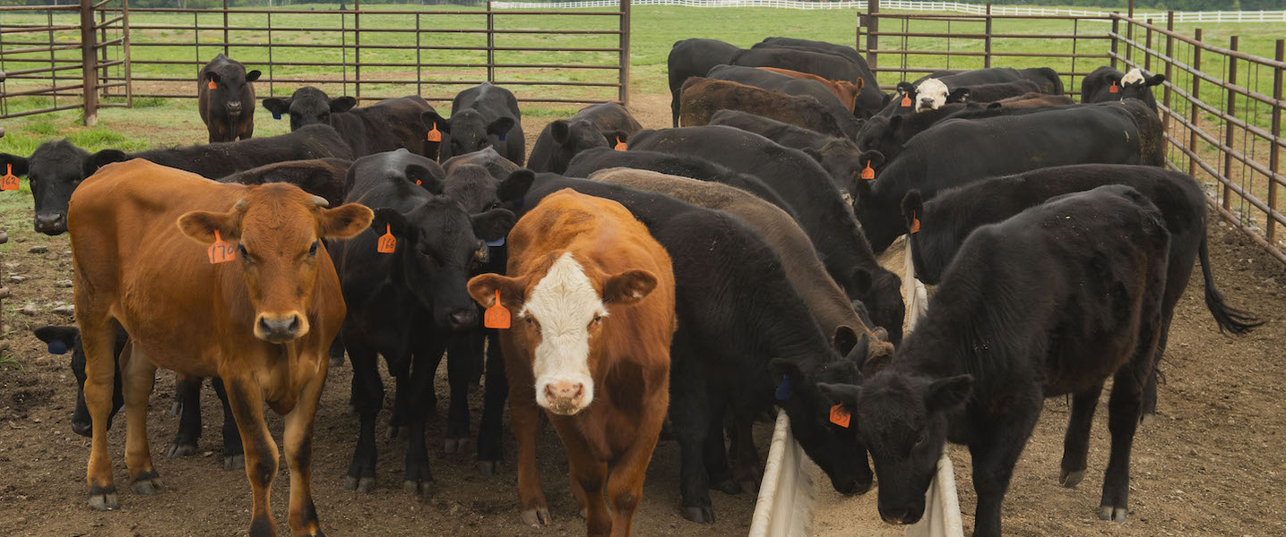 Cattle Procurement | Brown Packing Co. | Gaffney, SC